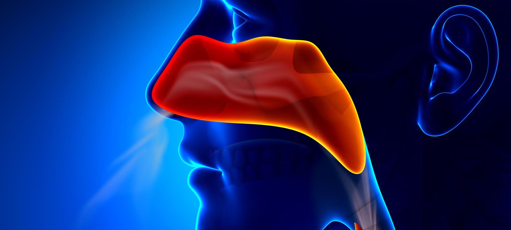 Nasennebenhöhlenoperation - HNO Zentrum Frankfurt am Main